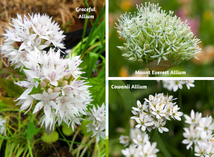 Different Types Of Allium | Flowers, Bulbs, Gardening | Blooming Secrets