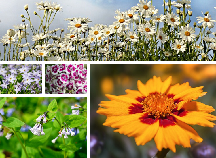 Perennials That Have Spring Blooms | Flowers, Gardening | Blooming Secrets