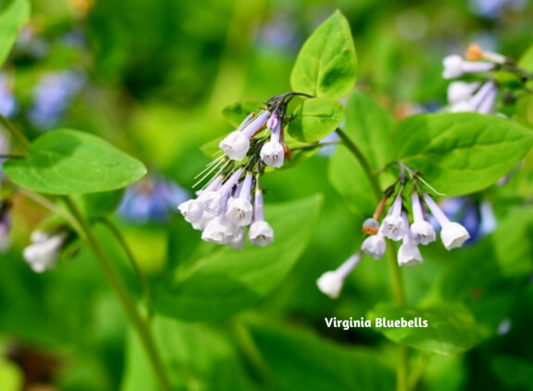 Perennials That Have Spring Blooms | Flowers, Gardening | Blooming Secrets