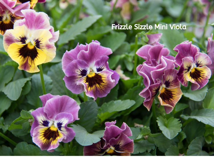 New Flowers To Grow | Flowers, Introductions, Gardening | Blooming Secrets