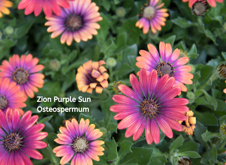 New Flowers To Grow | Flowers, Introductions, Gardening | Blooming Secrets