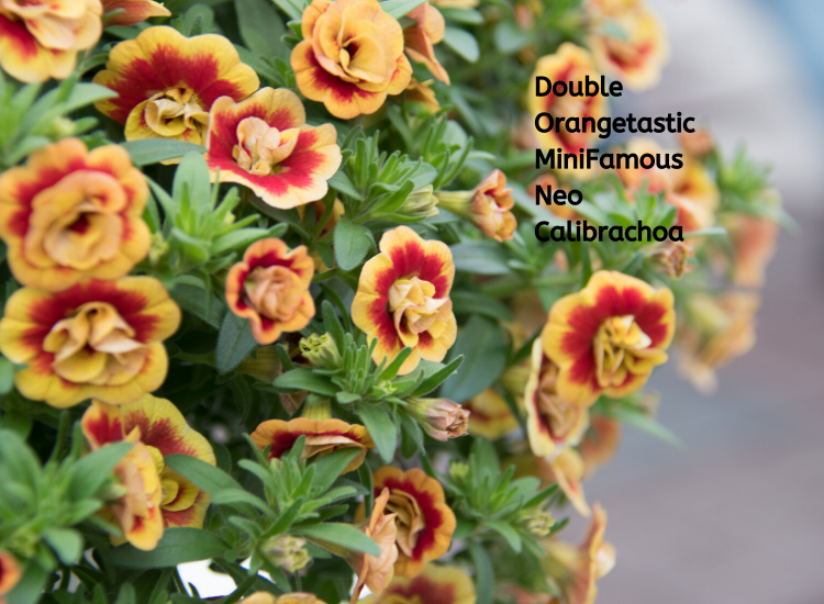 New Flowers To Grow | Flowers, Introductions, Gardening | Blooming Secrets