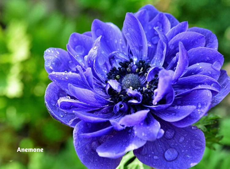 Add Blue Flowers To Your Garden | Flowers, Gardening | Blooming Secrets