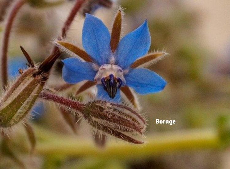 Add Blue Flowers To Your Garden | Flowers, Gardening | Blooming Secrets