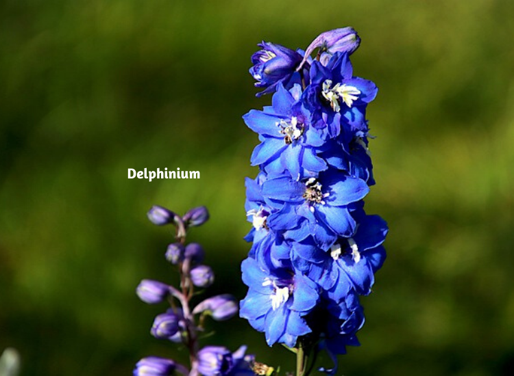 Add Blue Flowers To Your Garden | Flowers, Gardening | Blooming Secrets