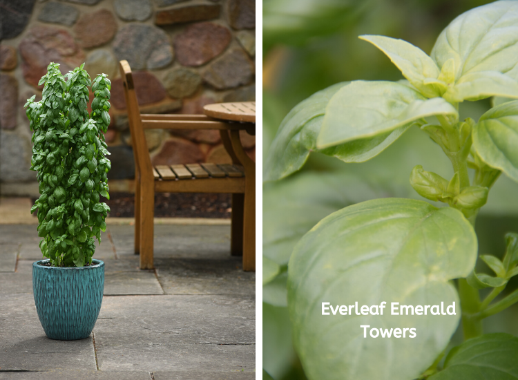 Incredible New Edibles | Vegetables, Herbs, Gardening | Blooming Secrets