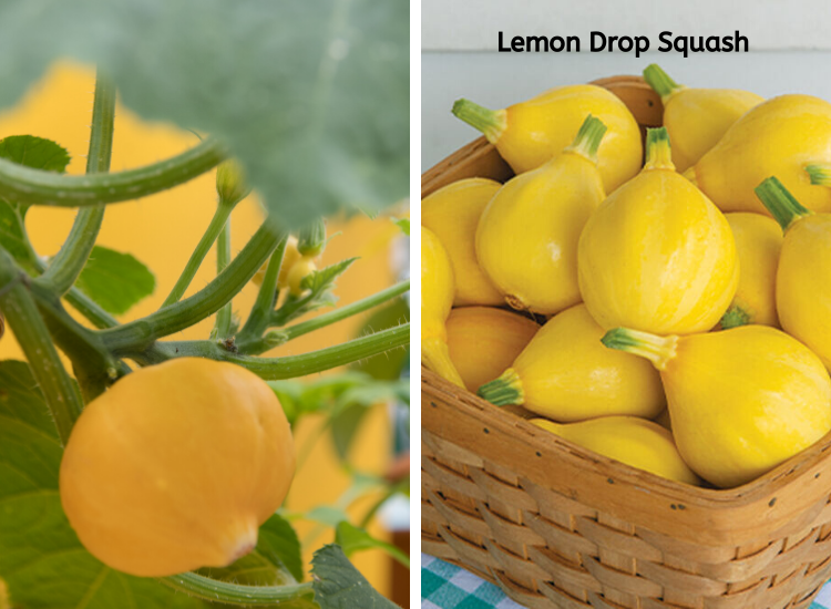 Incredible New Edibles | Vegetables, Herbs, Gardening | Blooming Secrets