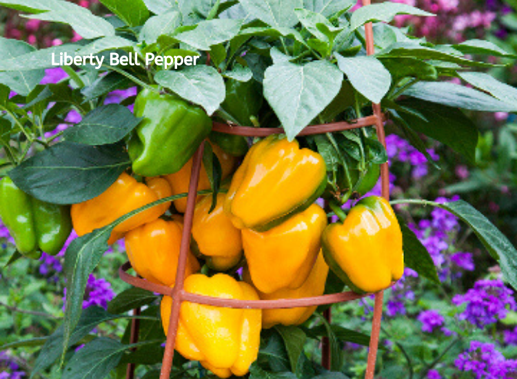 Incredible New Edibles | Vegetables, Herbs, Gardening | Blooming Secrets