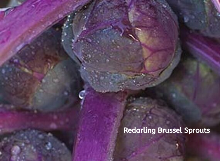 Incredible New Edibles | Vegetables, Herbs, Gardening | Blooming Secrets