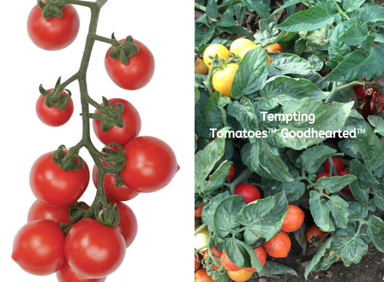 Incredible New Edibles | Vegetables, Herbs, Gardening | Blooming Secrets