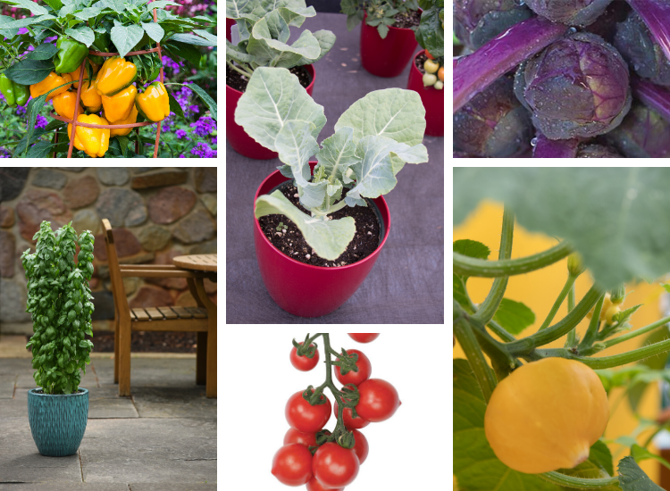 Incredible New Edibles | Vegetables, Herbs, Gardening | Blooming Secrets