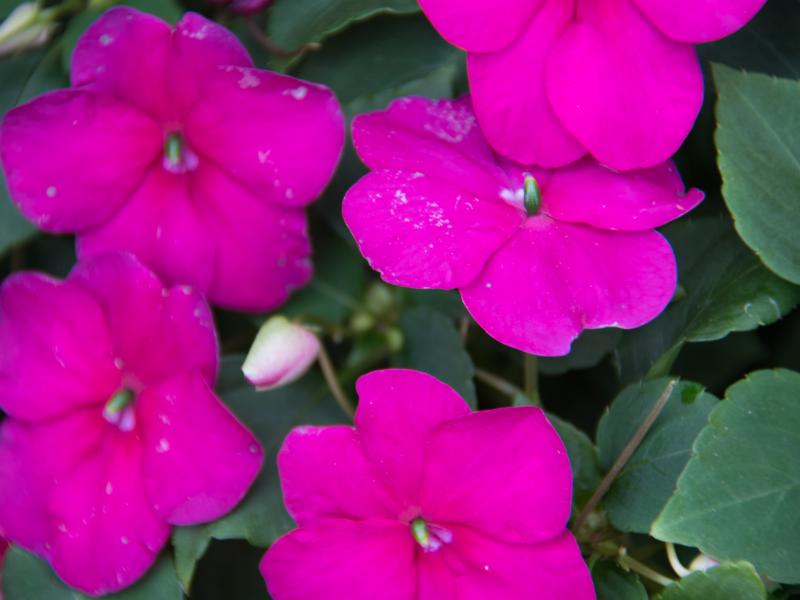 Introducing Beacon Impatiens | annual flowers, Gardening | Blooming Secrets