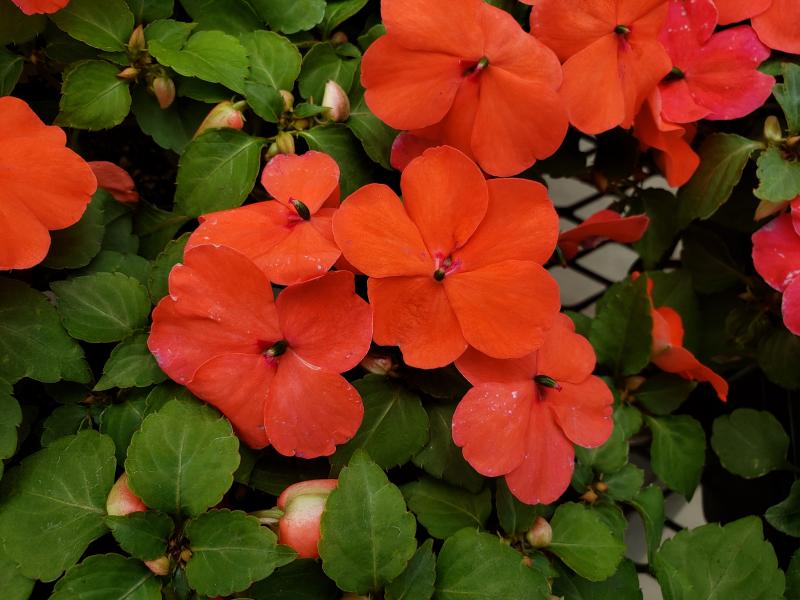 Introducing Beacon Impatiens | annual flowers, Gardening | Blooming Secrets