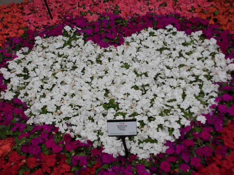 Introducing Beacon Impatiens | annual flowers, Gardening | Blooming Secrets