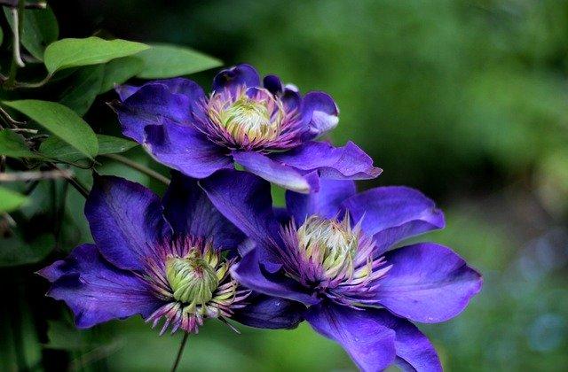 Guide To Growing Clematis | Vines, Flowers, Gardening | Blooming Secrets