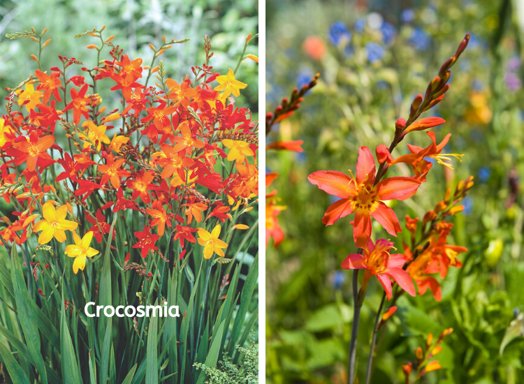 Spring and Summer Blooming Bulbs | Flowers, Gardening | Blooming Secrets