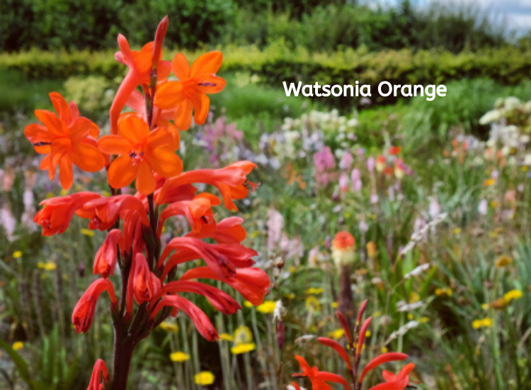 Spring and Summer Blooming Bulbs | Flowers, Gardening | Blooming Secrets