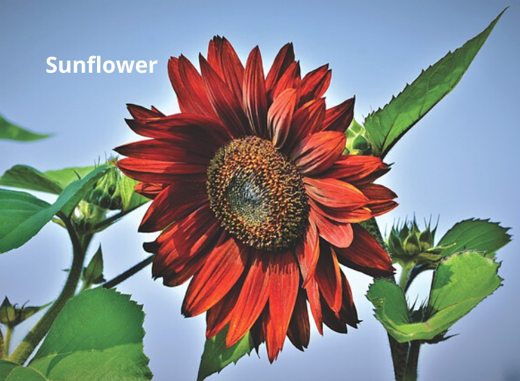 Fast Growing Flowers | Flowers, Seeds, Gardening | Blooming Secrets