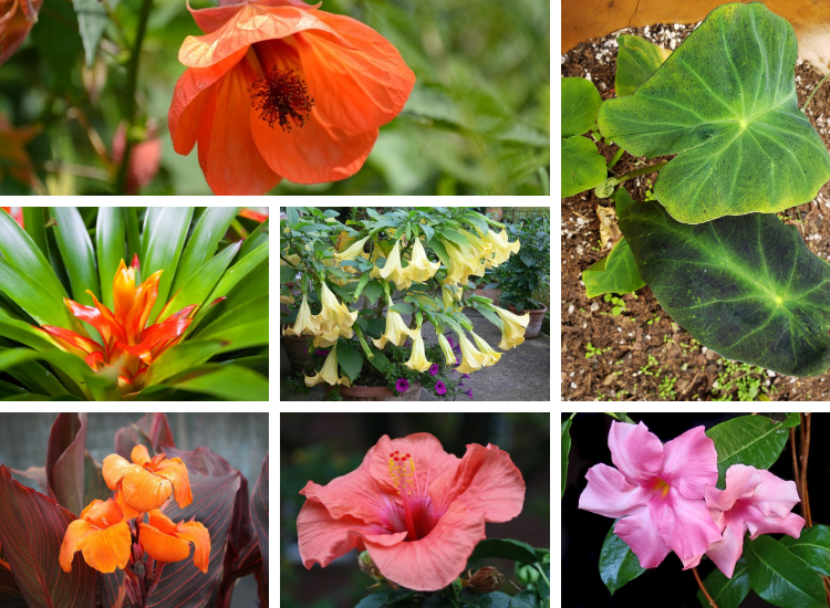 Try Adding Tropical Plants To Your Garden | Gardening | Blooming Secrets
