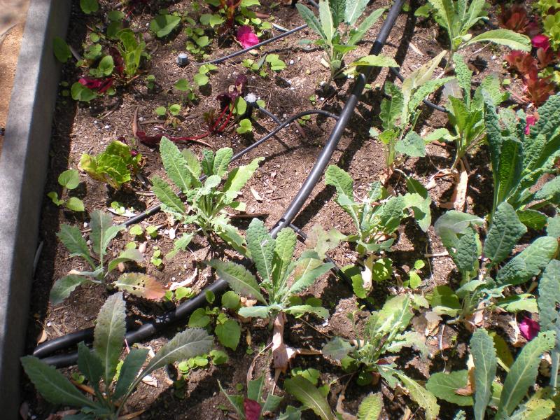 Water Efficient Irrigation | Drip Irrigation, Gardening | Blooming Secrets