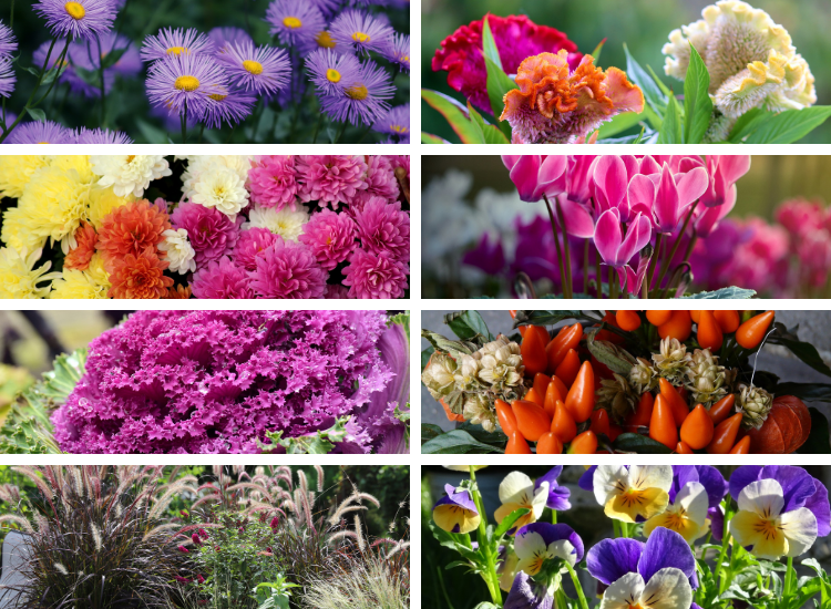 Add Color To Your Fall Garden | Flowers, Gardening | Blooming Secrets