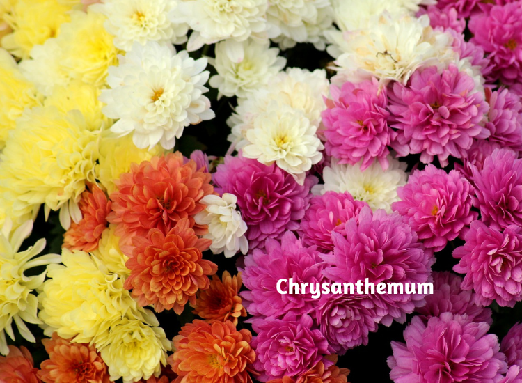 Add Color To Your Fall Garden | Flowers, Gardening | Blooming Secrets