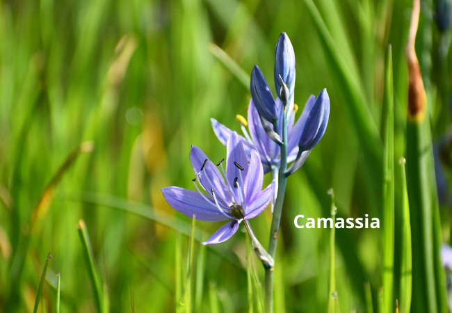 Create A Fire-Resistant Landscape | Plants, Gardening | Blooming Secrets