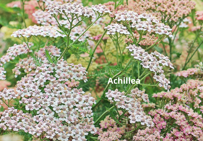 Create A Fire-Resistant Landscape | Plants, Gardening | Blooming Secrets