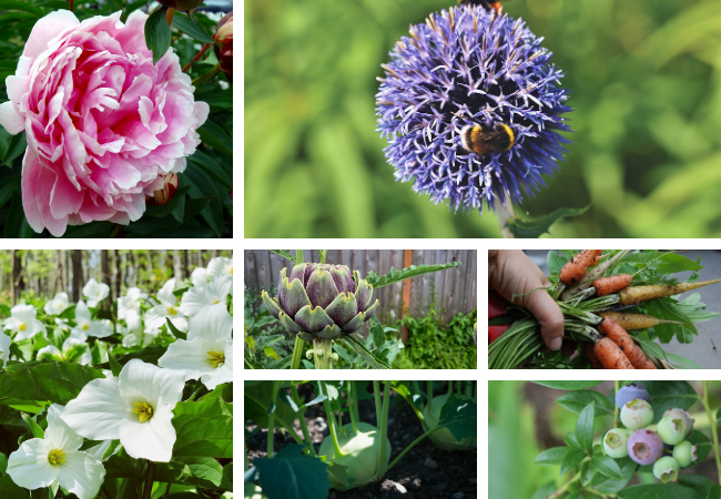 Plants To Grow In October | Flowers, Vegetables, Garden | Blooming Secrets