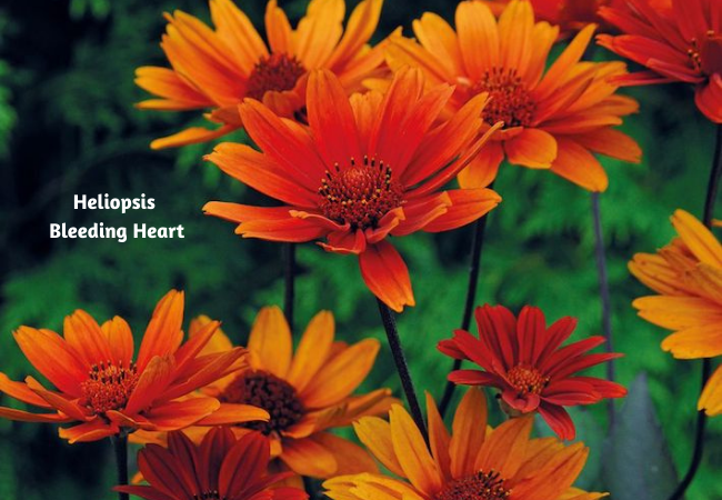 Top Perennials For 2020 | Flowers, Plants, Gardening | Blooming Secrets