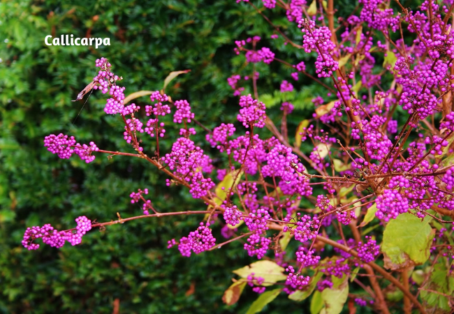 Unique Plants With Berries | Berry, Flower, Gardening | Blooming Secrets