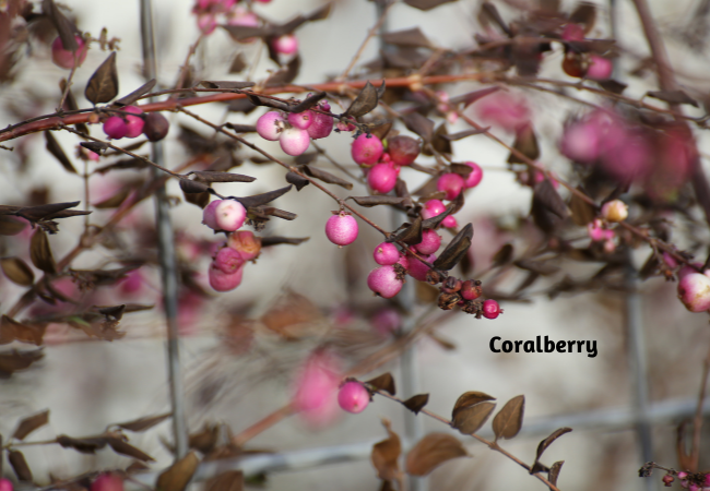 Unique Plants With Berries | Berry, Flower, Gardening | Blooming Secrets