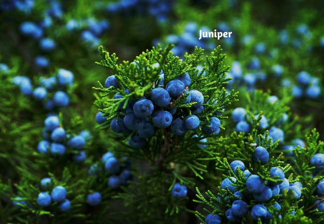 Unique Plants With Berries | Berry, Flower, Gardening | Blooming Secrets