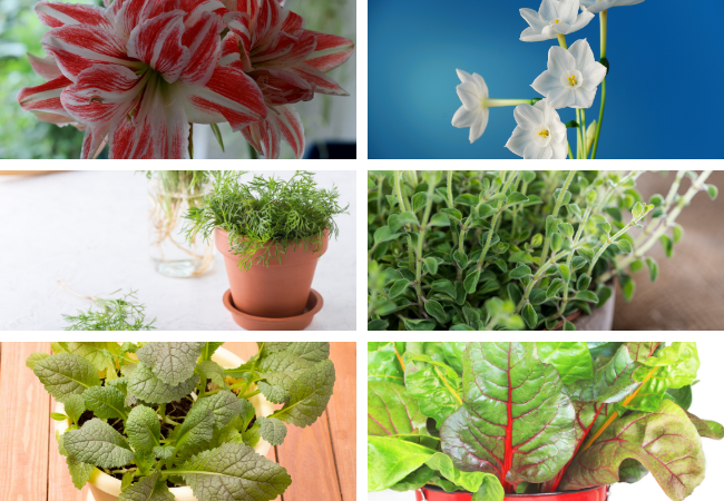 Plants To Grow In December | Flowers, Vegetables, Garden | Blooming Secrets