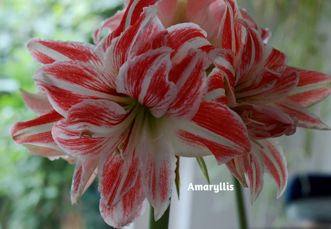 Plants To Grow In December | Flowers, Vegetables, Garden | Blooming Secrets