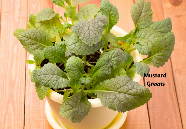 Plants To Grow In December | Flowers, Vegetables, Garden | Blooming Secrets