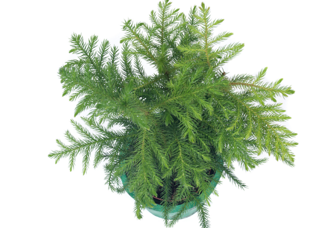 Norfolk Island Pine | Houseplant, Indoor Gardening | Blooming Secrets