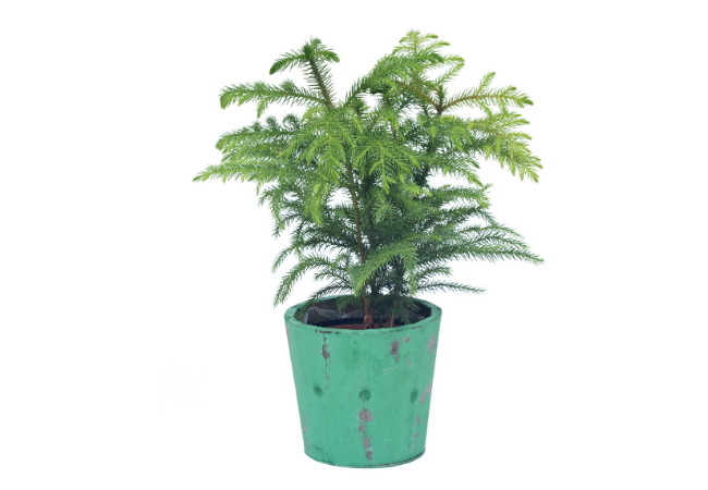 Norfolk Island Pine | Houseplant, Indoor Gardening | Blooming Secrets