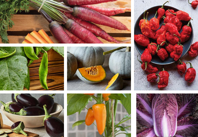 Vegetable Edibles To Grow | Vegetable, Plants, Gardening | Blooming Secrets