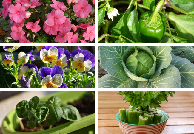 Plants To Grow In February | Flowers, Vegetables, Garden | Blooming Secrets
