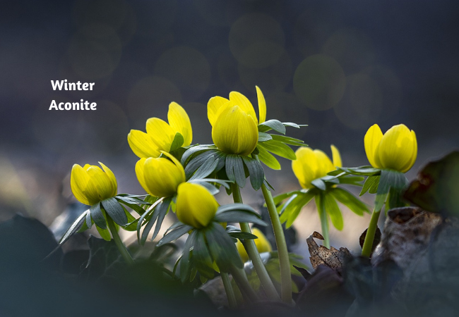 Early Spring Bloomers | Flowers, Shrubs, Gardening | Blooming Secrets