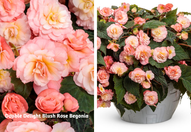 Best New Annual Flowers | Flowers, Plants, Gardening | Blooming Secrets