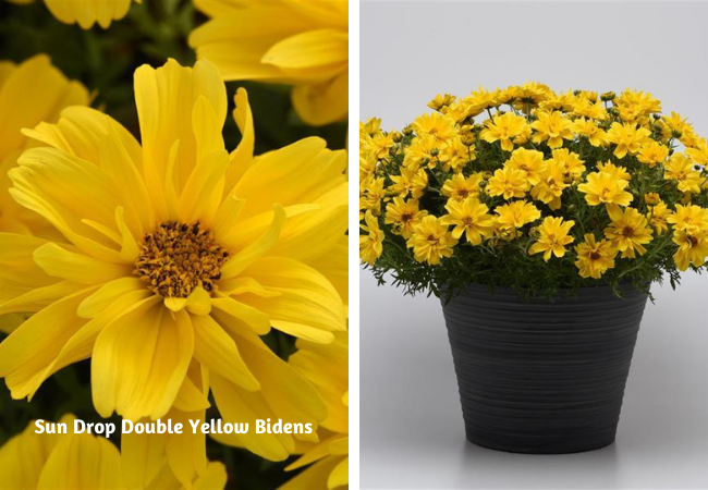 Best New Annual Flowers | Flowers, Plants, Gardening | Blooming Secrets