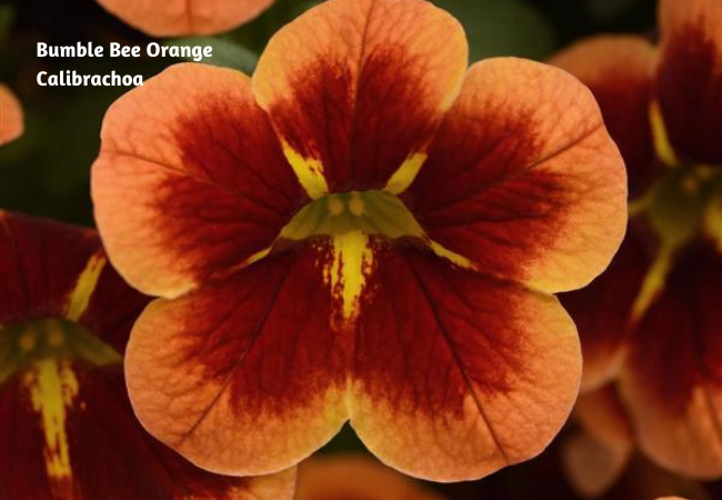 Best New Annual Flowers | Flowers, Plants, Gardening | Blooming Secrets