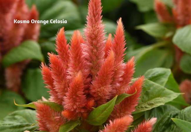 Best New Annual Flowers | Flowers, Plants, Gardening | Blooming Secrets