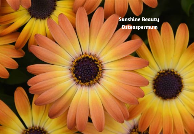 Best New Annual Flowers | Flowers, Plants, Gardening | Blooming Secrets
