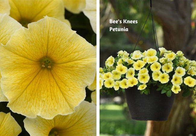 Best New Annual Flowers | Flowers, Plants, Gardening | Blooming Secrets