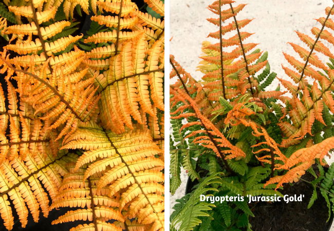 Fantastic Foliage To Grow | Foliage, Plants, Gardening | Blooming Secrets