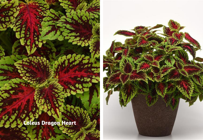 Fantastic Foliage To Grow | Foliage, Plants, Gardening | Blooming Secrets