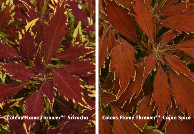 Fantastic Foliage To Grow | Foliage, Plants, Gardening | Blooming Secrets